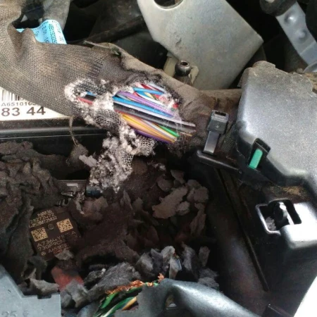 Rodent Damage in Vehicles | 1st Trauma Scene Clean Up